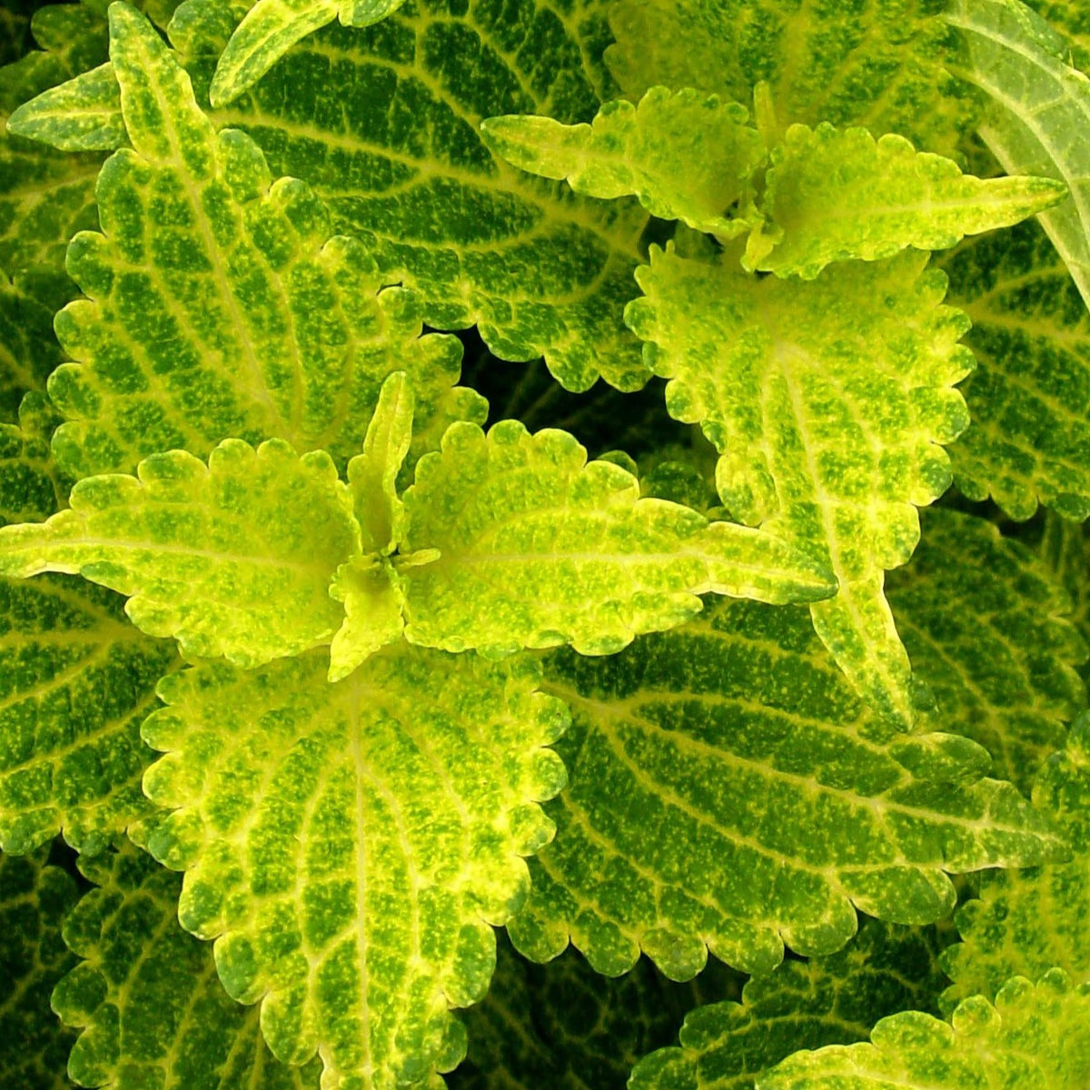 Coleus Electric Lime