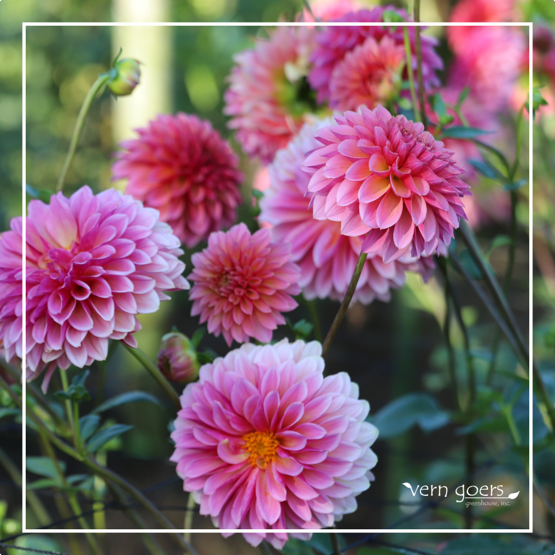 Mums & Asters: Fall’s Garden Superstars – Vern Goers Greenhouse