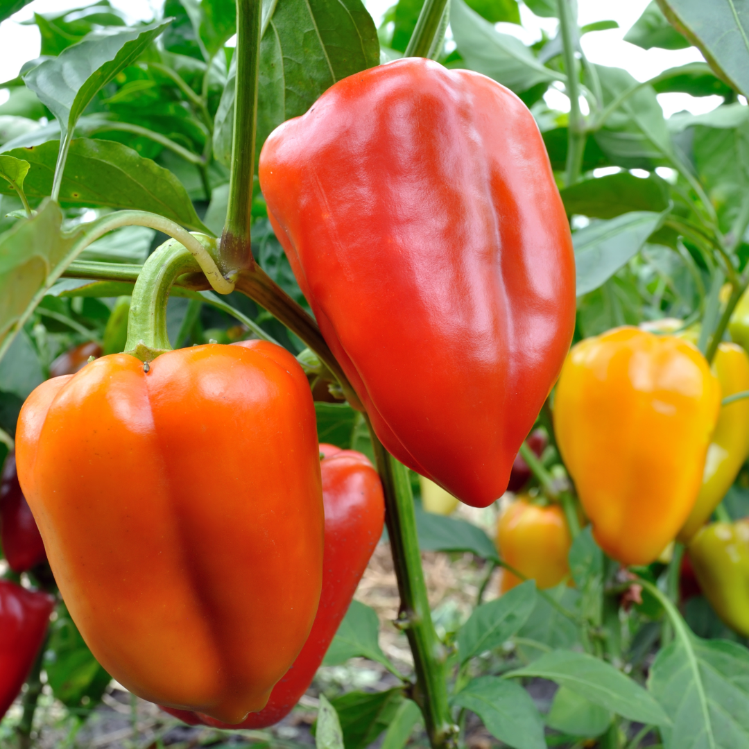 2025 Sweet & Hot Peppers List – Vern Goers Greenhouse