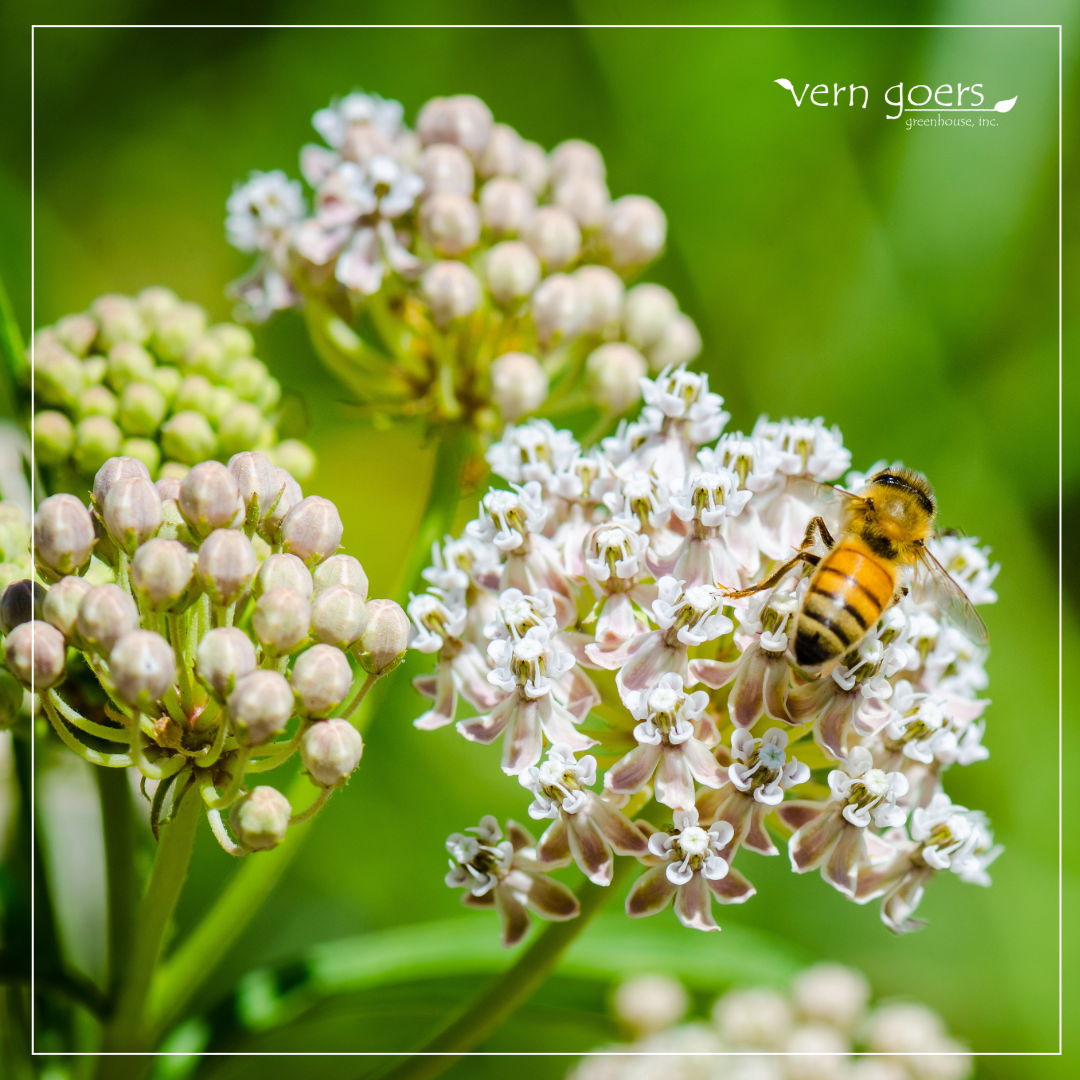 Celebrate National Pollinators Month: Planting with Purpose – Vern ...