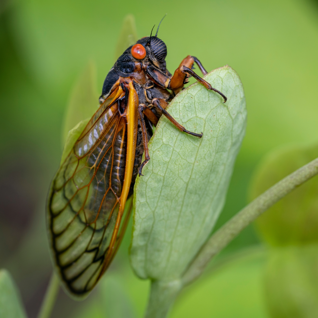 Cicadas and Your Garden: What to Expect and How to Protect Your Plants ...