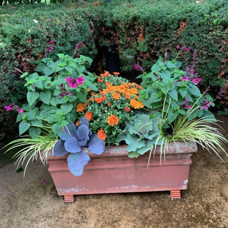 Making the Transistion to Fall Pots – Vern Goers Greenhouse