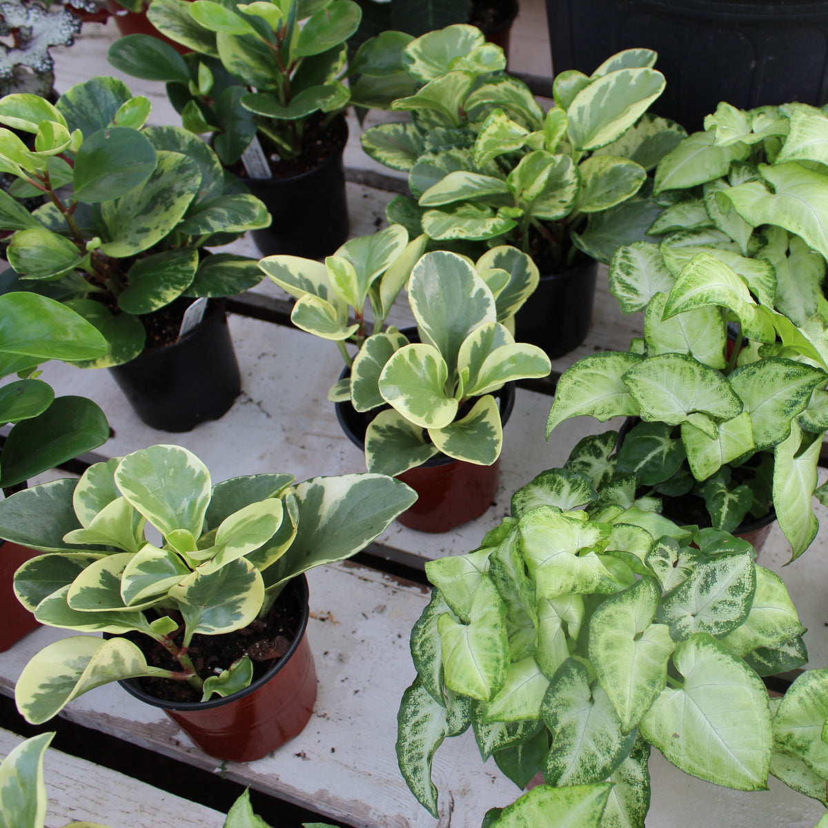 Houseplants: They’re Not Just for Show – Vern Goers Greenhouse