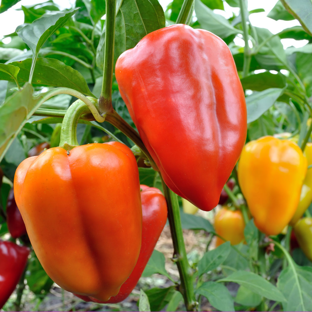 2023 Pepper List – Vern Goers Greenhouse