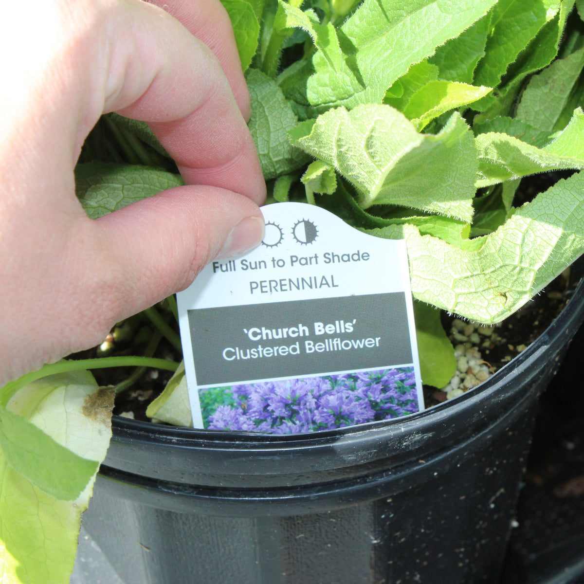 Decoding Plant Tags – Vern Goers Greenhouse