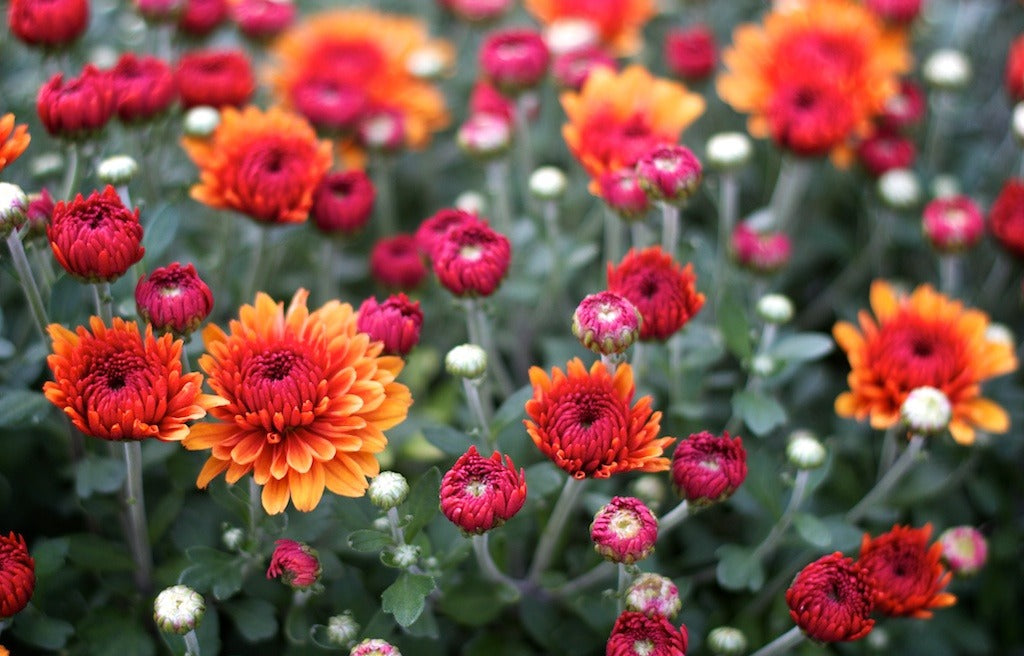 FALL – Vern Goers Greenhouse