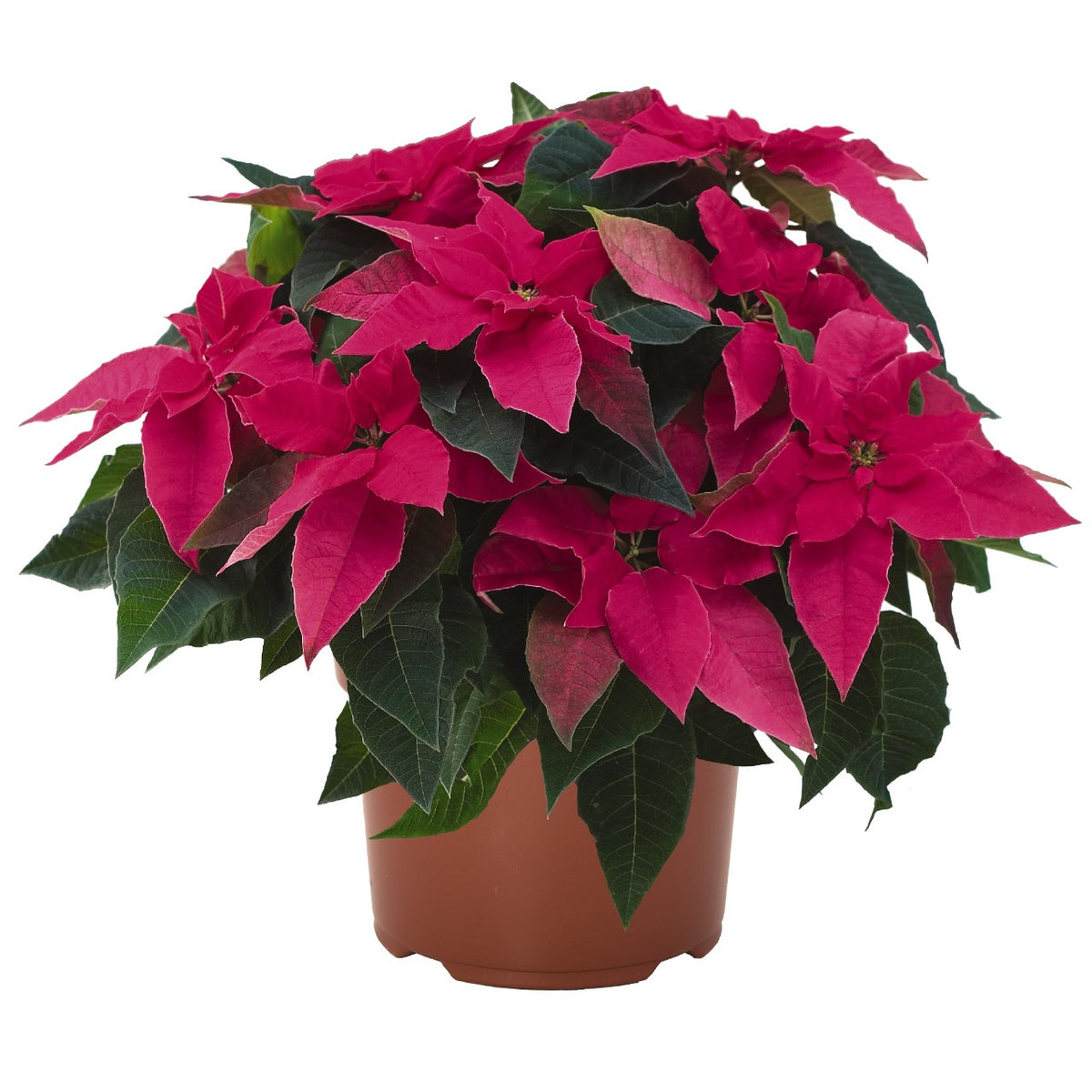 Poinsettia - Princettia Queen Pink – Vern Goers Greenhouse
