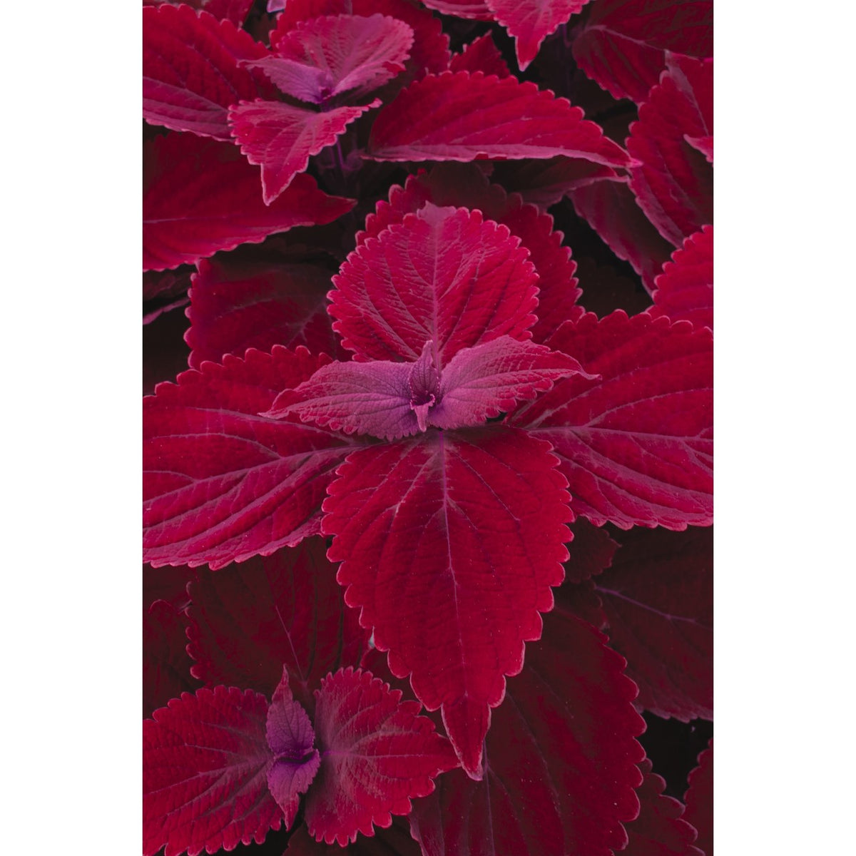 Coleus (Main Street) - Beale Street – Vern Goers Greenhouse