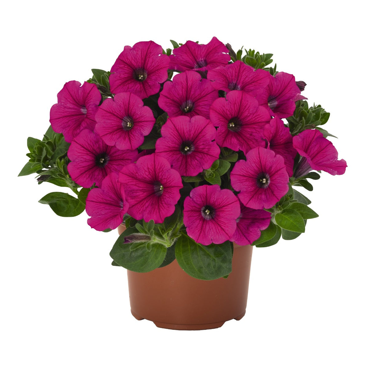 Petunia - Durabloom Hot Pink – Vern Goers Greenhouse