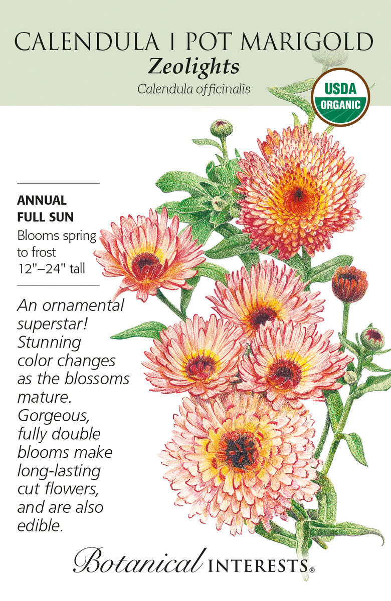 Calendula - Zeolights Organic – Vern Goers Greenhouse
