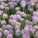 Allium senescens Cosmic Blue Ornamental Chive – Vern Goers Greenhouse