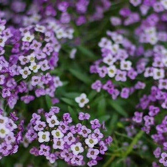 Alyssum Violet – Vern Goers Greenhouse