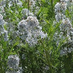 Amsonia hubrichtii 'Halfway to Arkansas' Narrow Leaf Blue Star – Vern ...