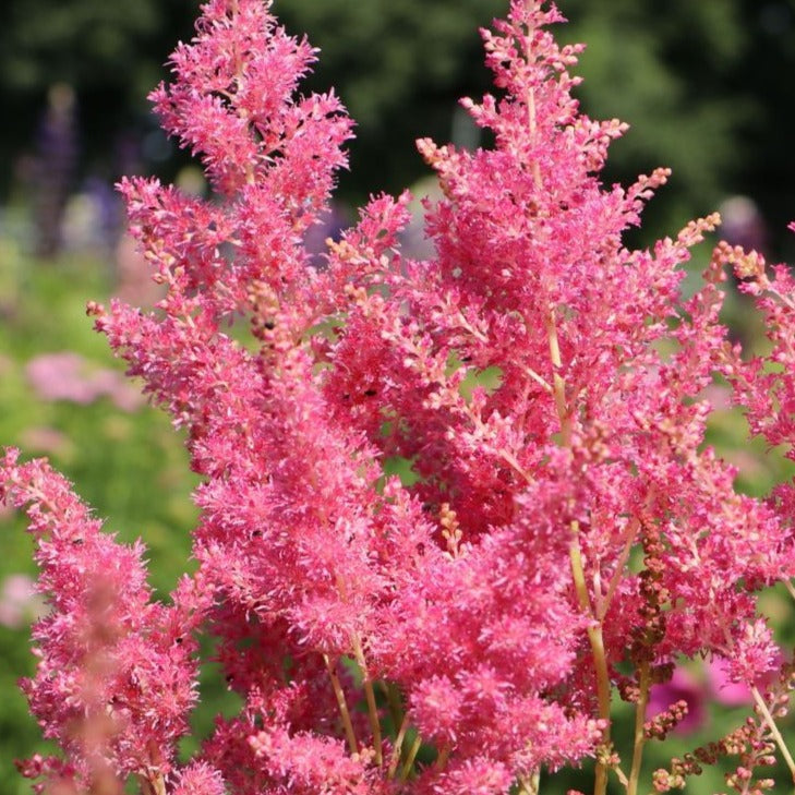 Astilbe x japonica Mainz – Vern Goers Greenhouse