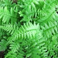 Athyrium filix-femina 'Minutissima' Dwarf Lady Fern – Vern Goers Greenhouse