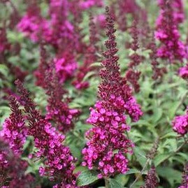 Buddleia Buzz Hot Raspberry – Vern Goers Greenhouse