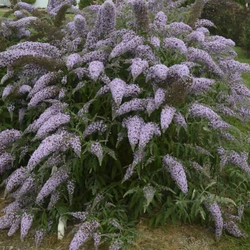 Buddleia Grand Cascade – Vern Goers Greenhouse