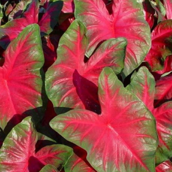 Caladium Royal Flush – Vern Goers Greenhouse