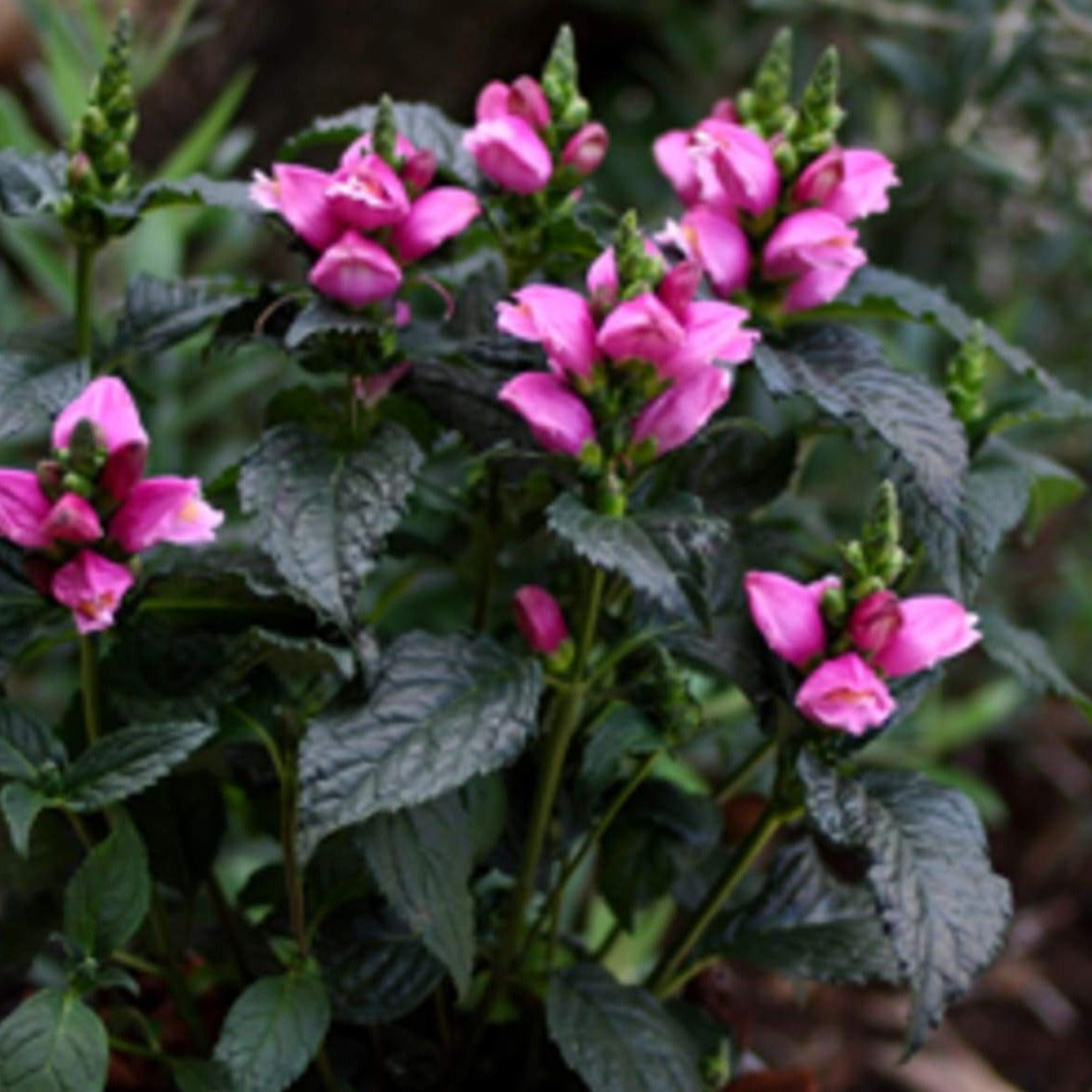 Chelone Tiny Tortuga – Vern Goers Greenhouse