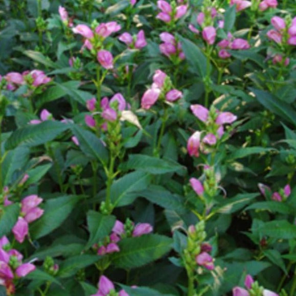 Chelone lyonii 'Hot Lips' Turtle-head – Vern Goers Greenhouse