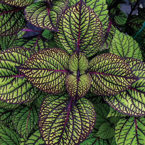 Coleus Fishnet Stockings – Vern Goers Greenhouse