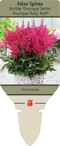 Astilbe - Younique Ruby Red – Vern Goers Greenhouse