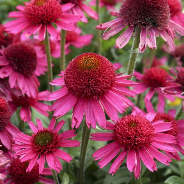 Echinacea Delicious Candy – Vern Goers Greenhouse