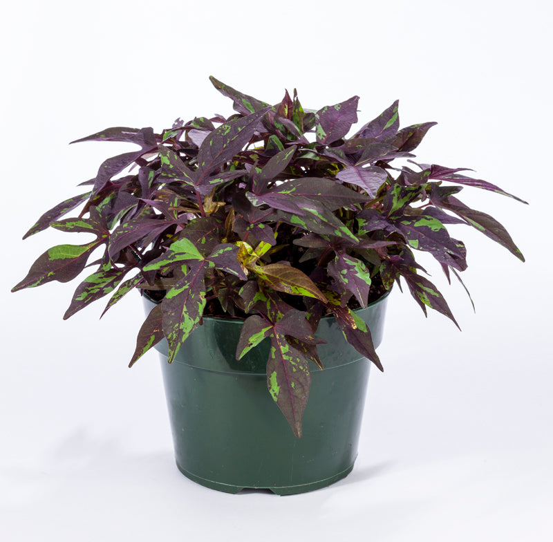 Ipomoea Sweet Georgia Purple Splash – Vern Goers Greenhouse
