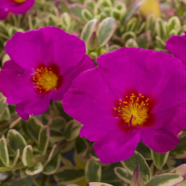 Purslane Hot Shot Rose Flambeau – Vern Goers Greenhouse