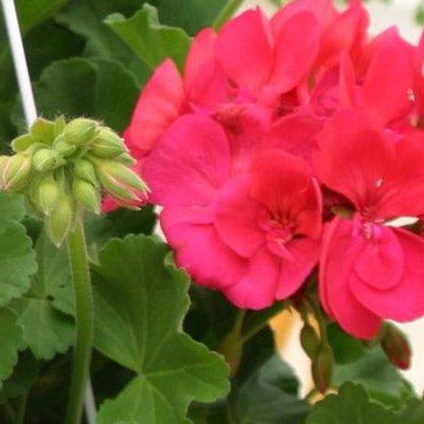 Geranium Patriot Cherry Rose – Vern Goers Greenhouse