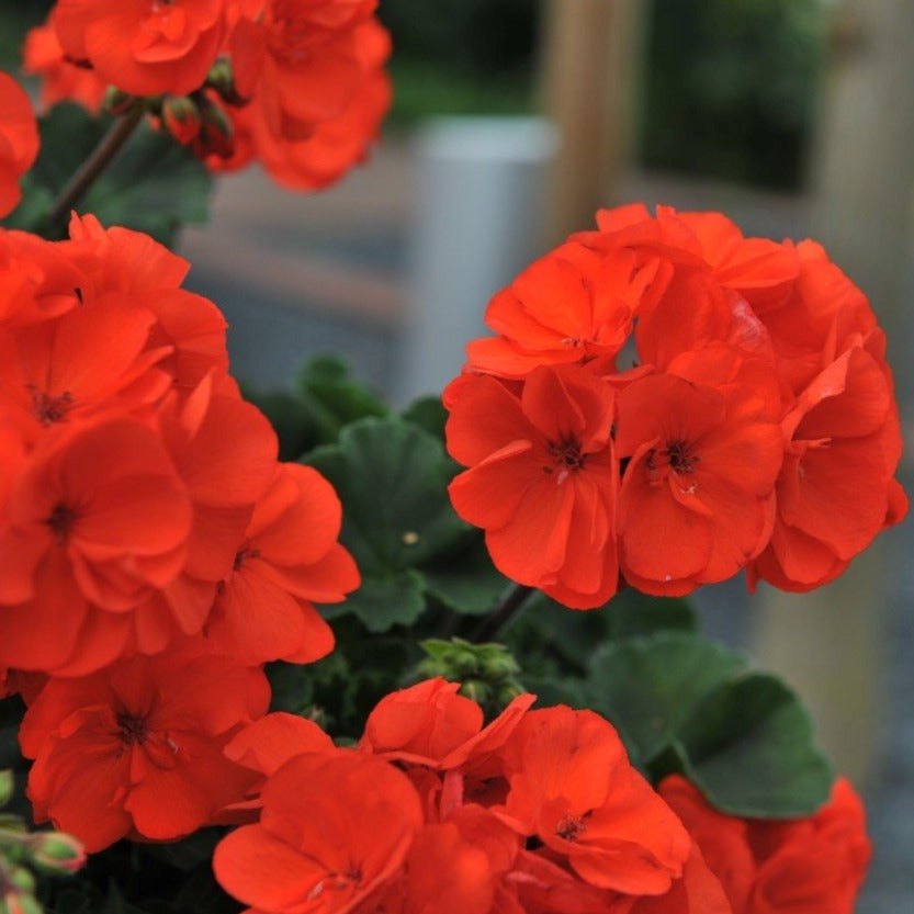 Geranium Savannah Oh So Orange – Vern Goers Greenhouse