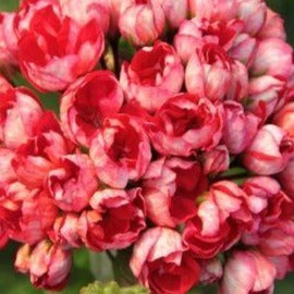 Geranium Victoria Red 12" – Vern Goers Greenhouse