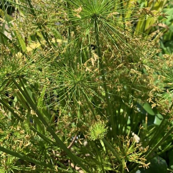 Grass Cyperus Crown of Pharaoh – Vern Goers Greenhouse