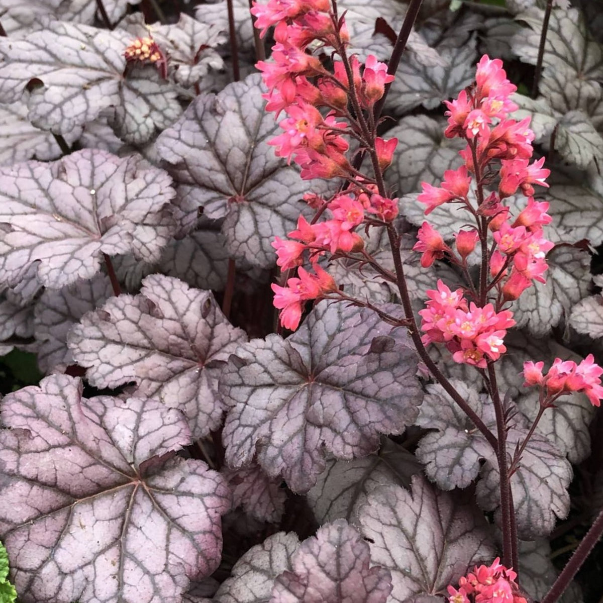 Heuchera Timeless Treasure – Vern Goers Greenhouse