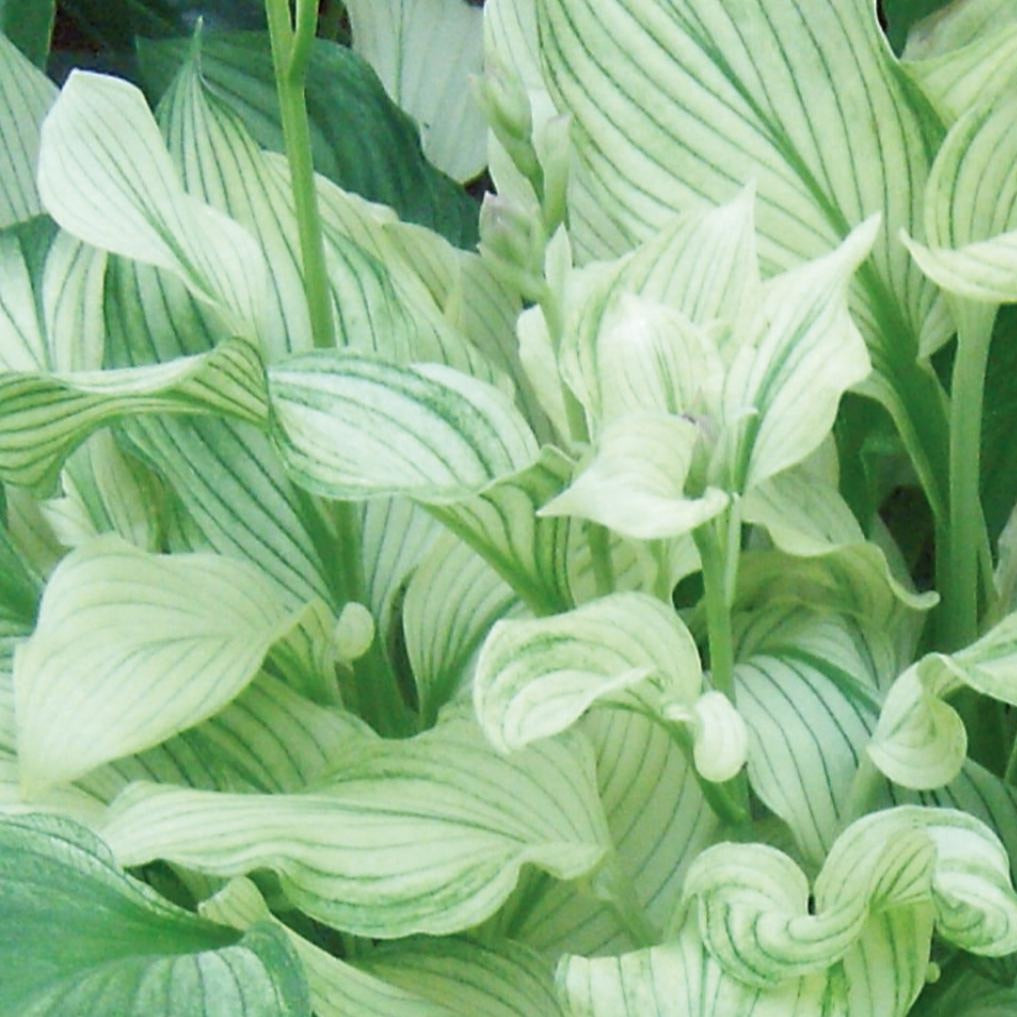 Hosta White Feather – Vern Goers Greenhouse