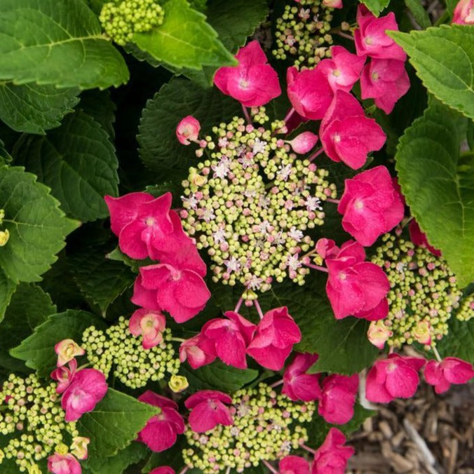 Hydrangea Cherry Explosion – Vern Goers Greenhouse