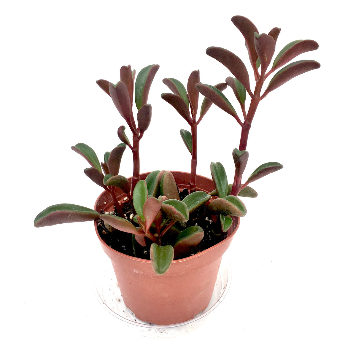 Peperomia graveolens 'Ruby Glow' – Vern Goers Greenhouse