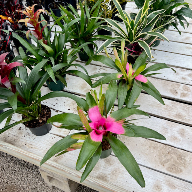 Bromeliad (Assorted Colors) – Vern Goers Greenhouse