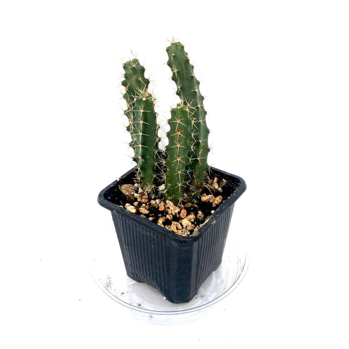 Cereus repandus 'Florida' – Vern Goers Greenhouse