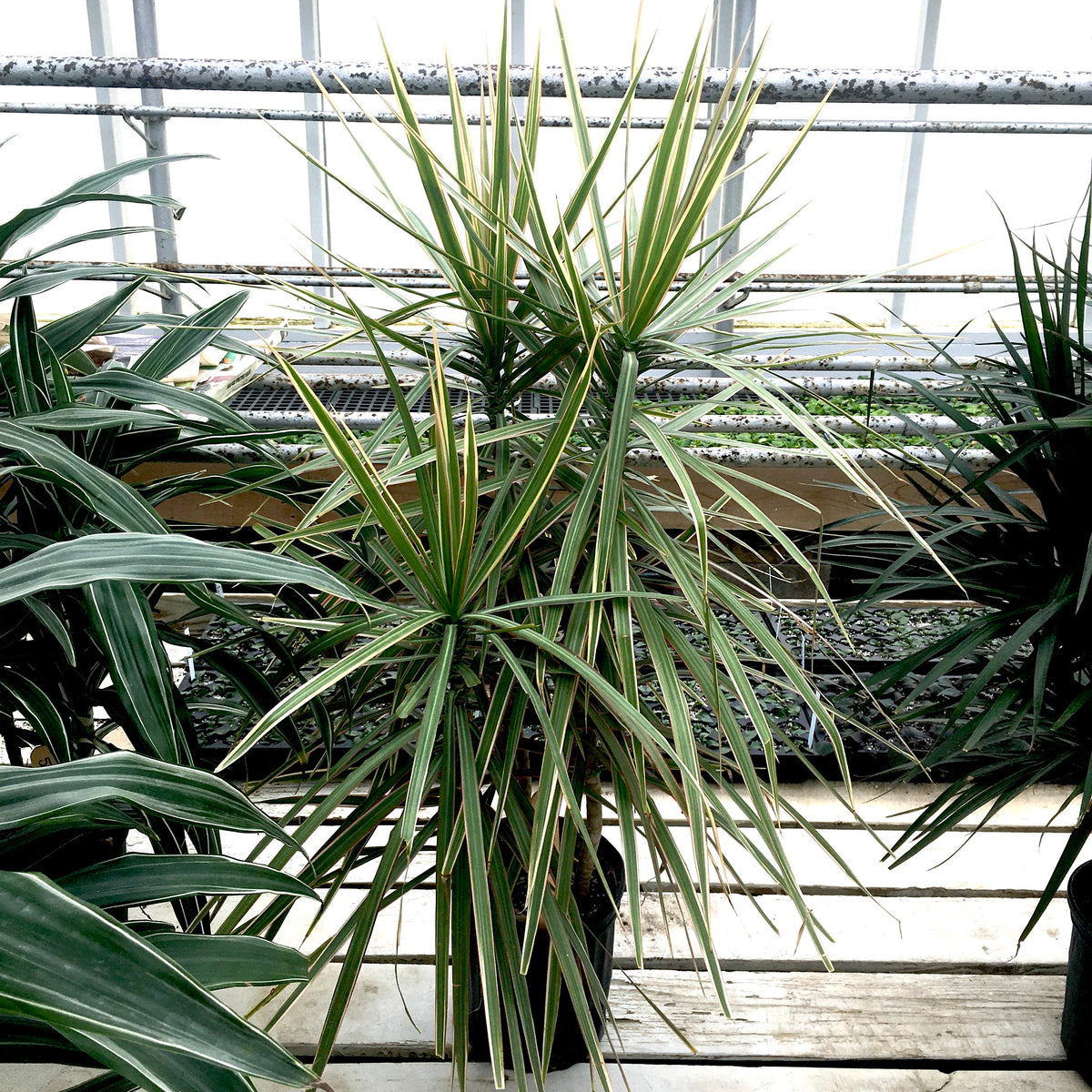 Dracaena marginata 'Tricolor' (Dragon Tree) – Vern Goers Greenhouse
