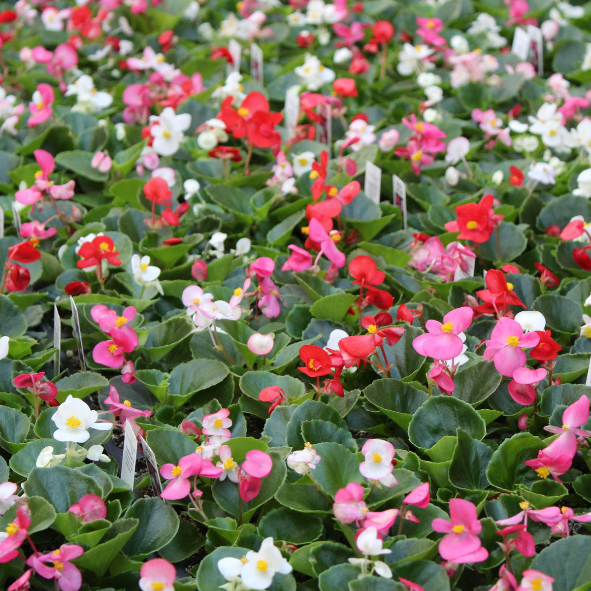 Begonia Green Leaf Formula Mix – Vern Goers Greenhouse