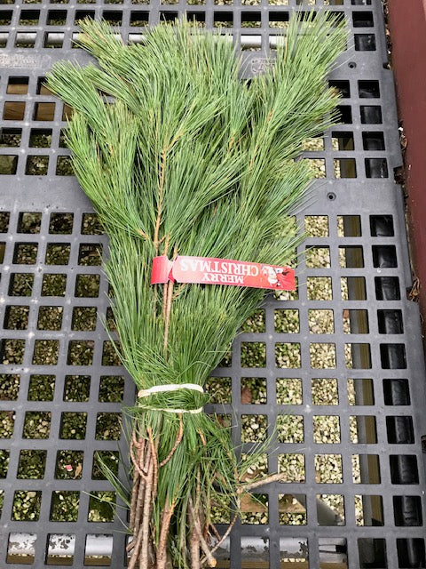White Pine Tips Bunch – Vern Goers Greenhouse