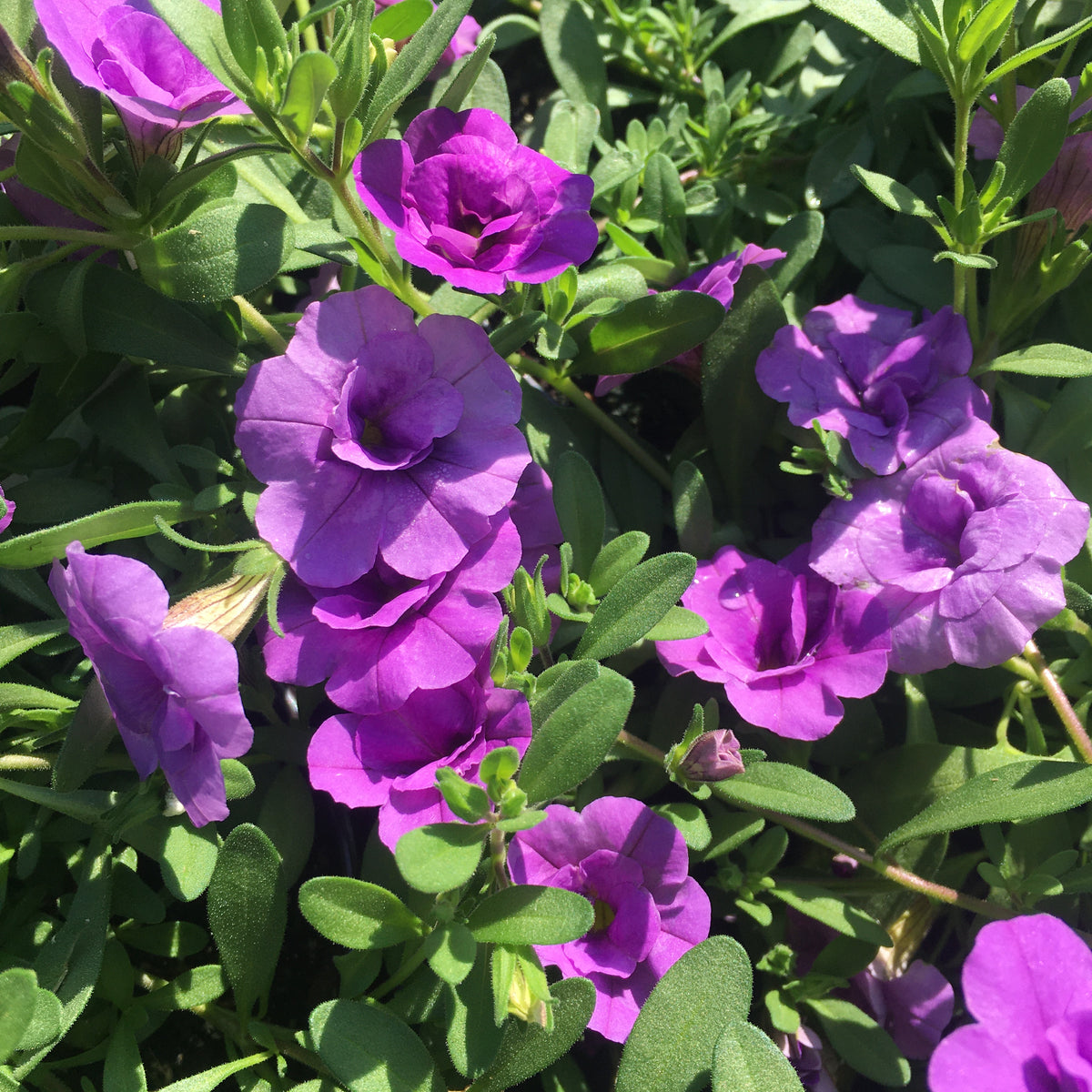 Calibrachoa Minifamous Neo Double Amethyst – Vern Goers Greenhouse