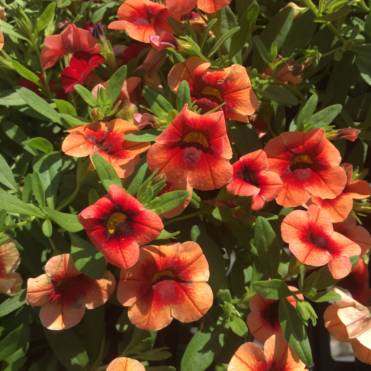 Calibrachoa Minifamous Neo Lava Red + Eye – Vern Goers Greenhouse