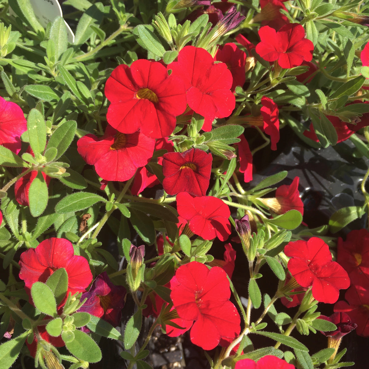 Calibrachoa Minifamous Neo Vampire – Vern Goers Greenhouse