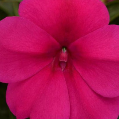 Impatiens Bounce Violet – Vern Goers Greenhouse