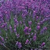 Lavandula 'Violet Intrigue' Lavender – Vern Goers Greenhouse