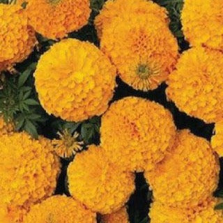 Marigold Inca II Orange – Vern Goers Greenhouse