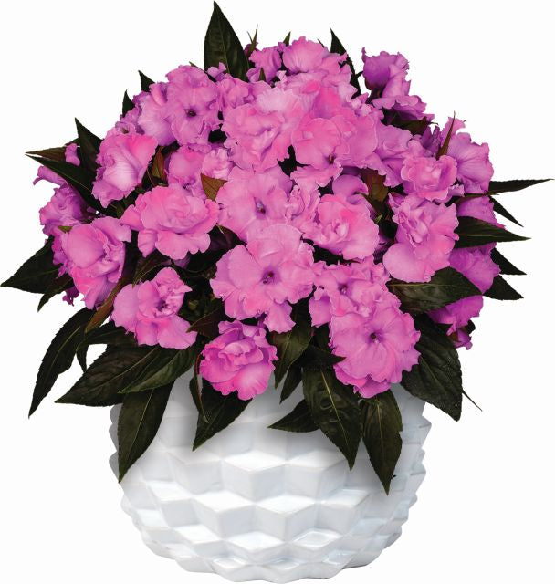 New Guinea Impatiens - Roller Coaster Valravn Violet – Vern Goers ...