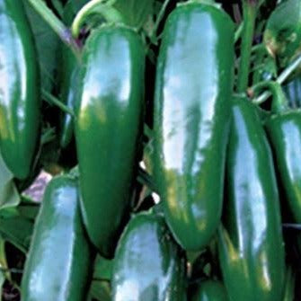 Pepper Mucho Nacho – Vern Goers Greenhouse